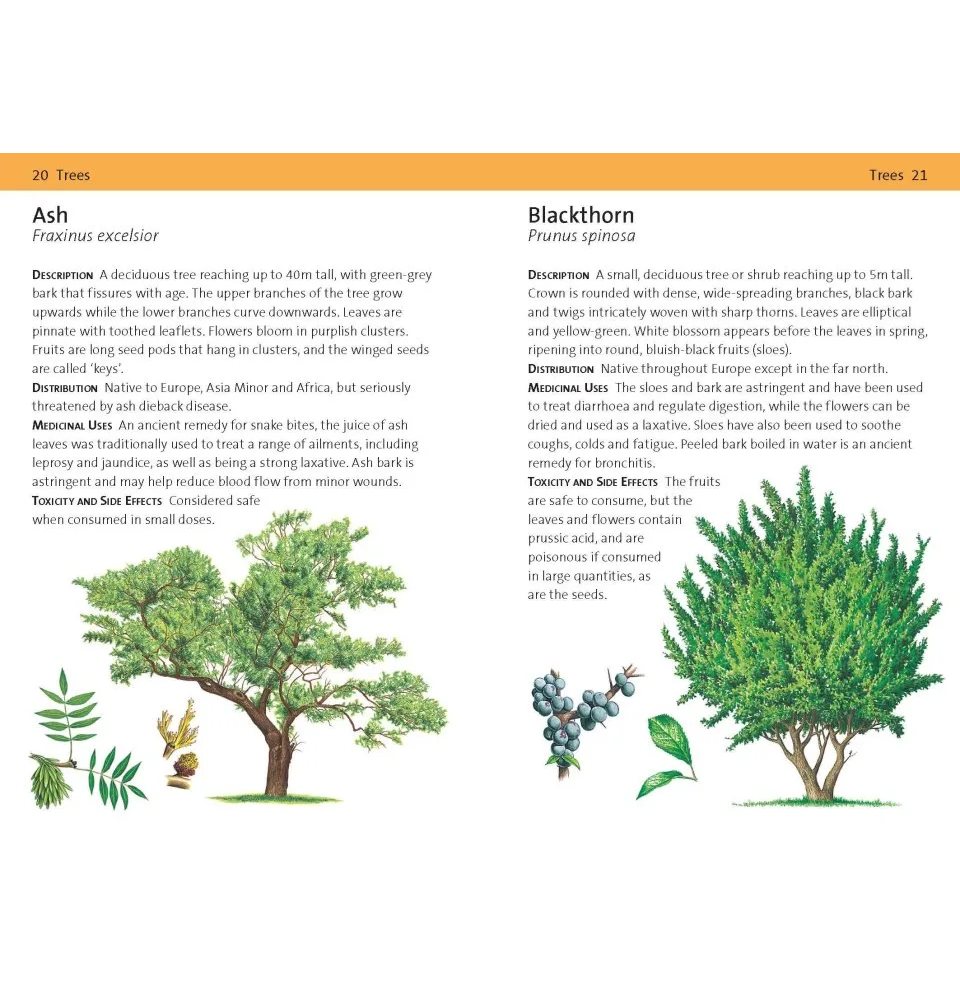Bloomsbury Concise Medicinal Plants Guide - Naturbutiken