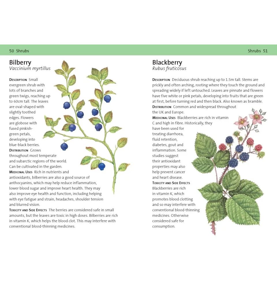Bloomsbury Concise Medicinal Plants Guide - Naturbutiken