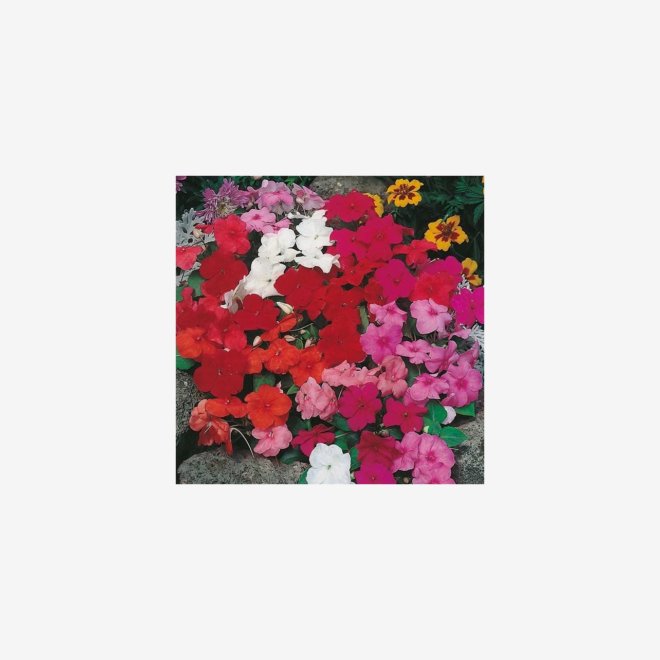 Flitiga Lisa, Safari mix F2 - Simbadusa