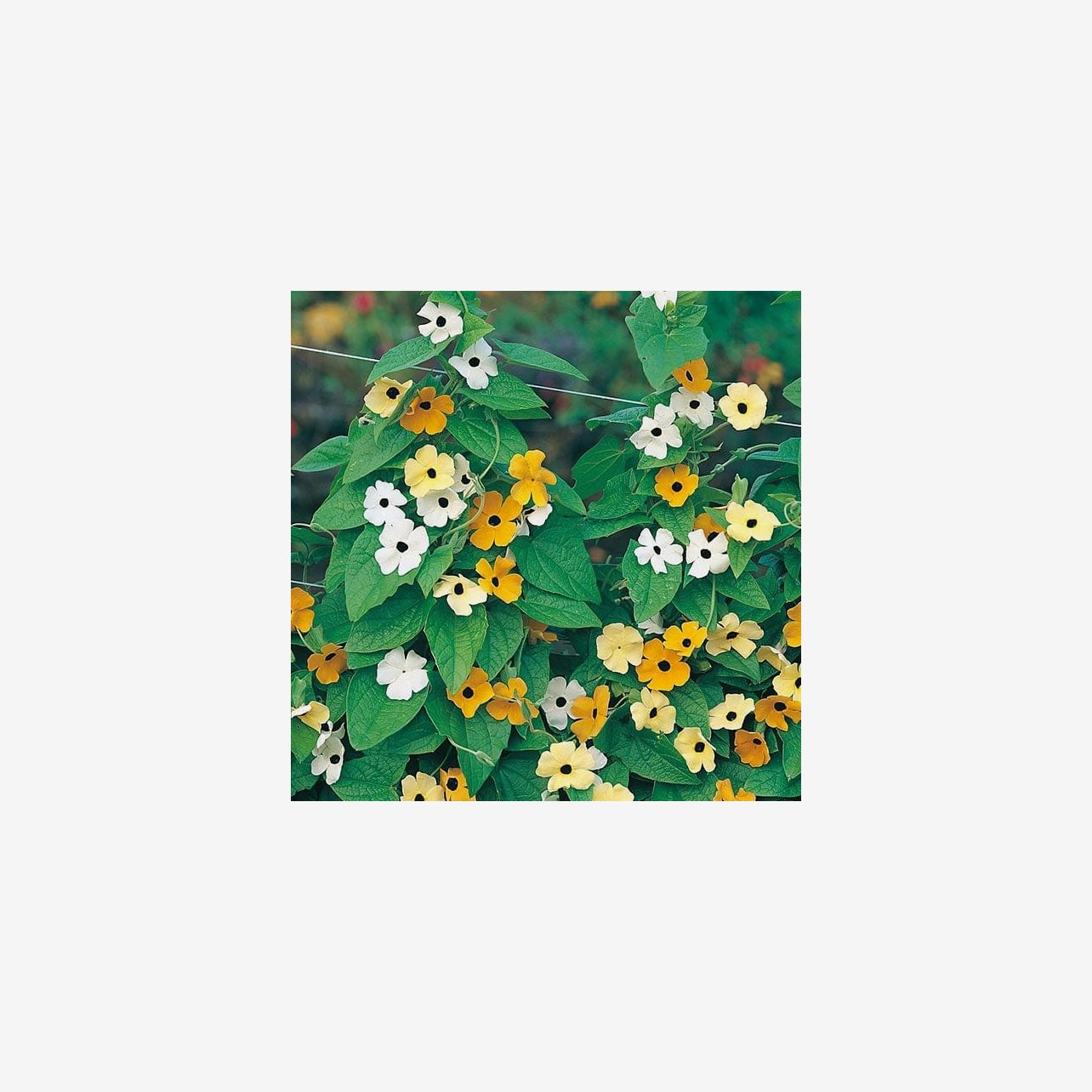 Svartöga, Susie mix - Simbadusa