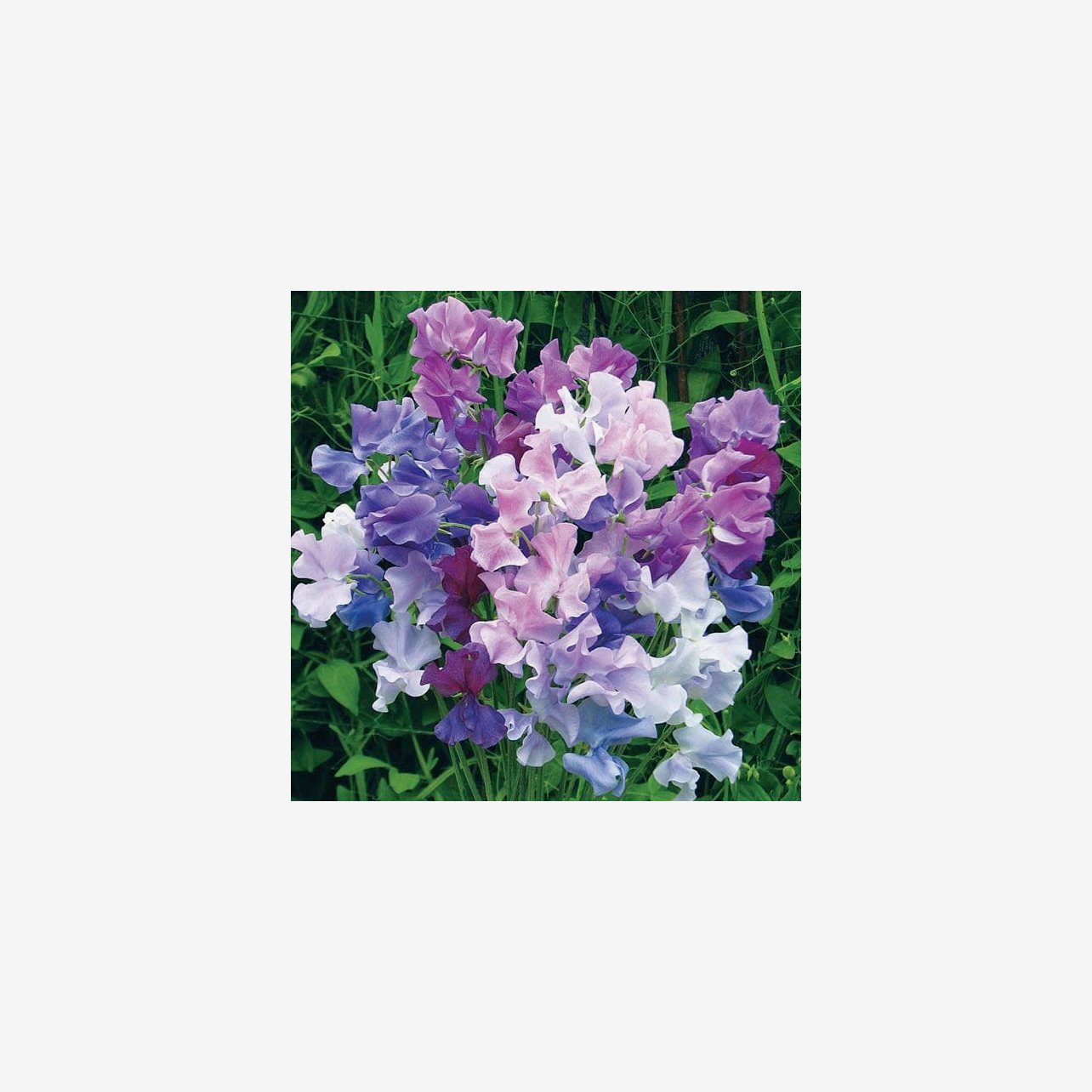 Luktärt, Twilight - Simbadusa