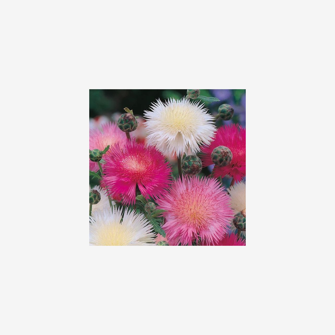 Doftklint, Sultan mix - Simbadusa